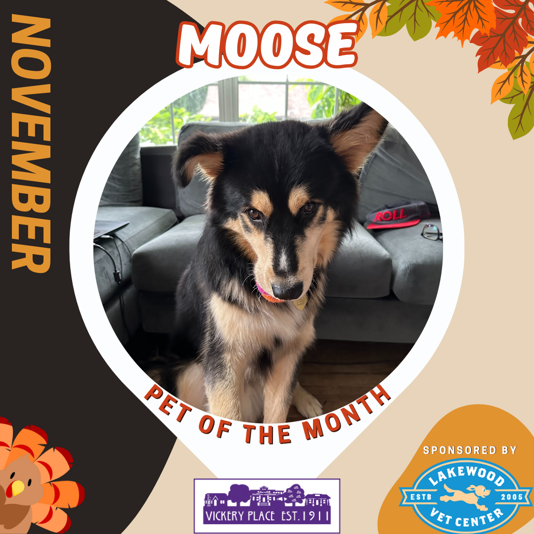November Pet of the Month - Moose